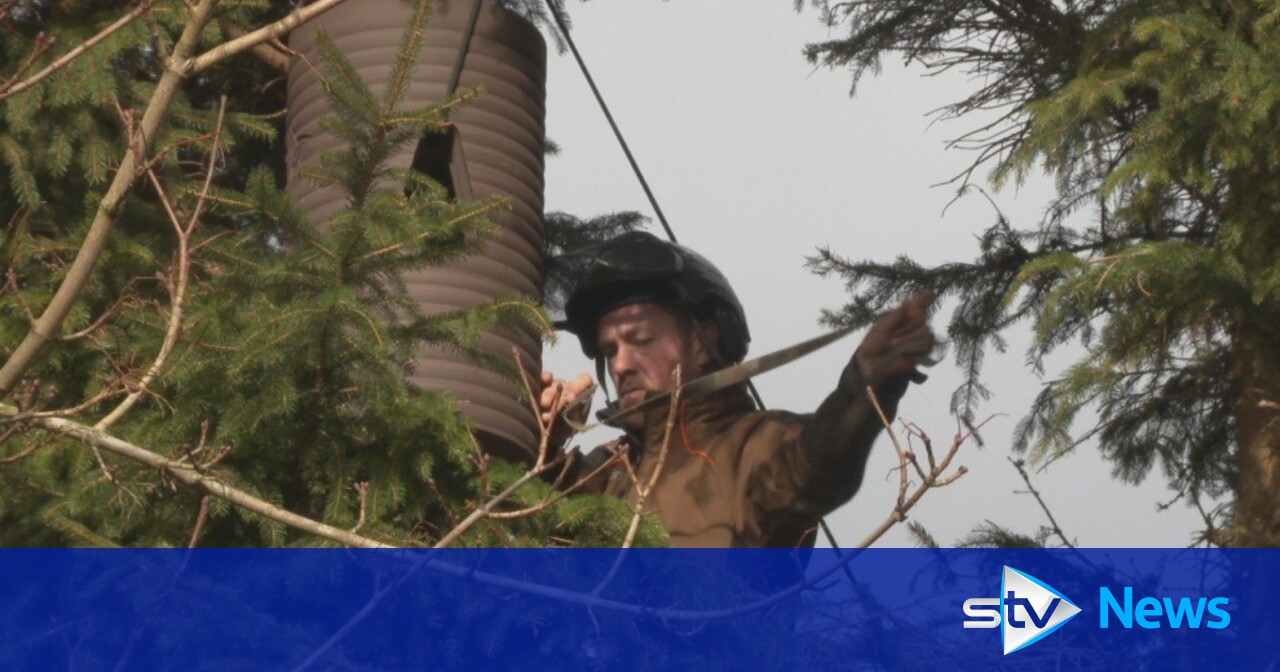Honeybees: World's first 3D-printed log hive lands in Angus tree | STV News