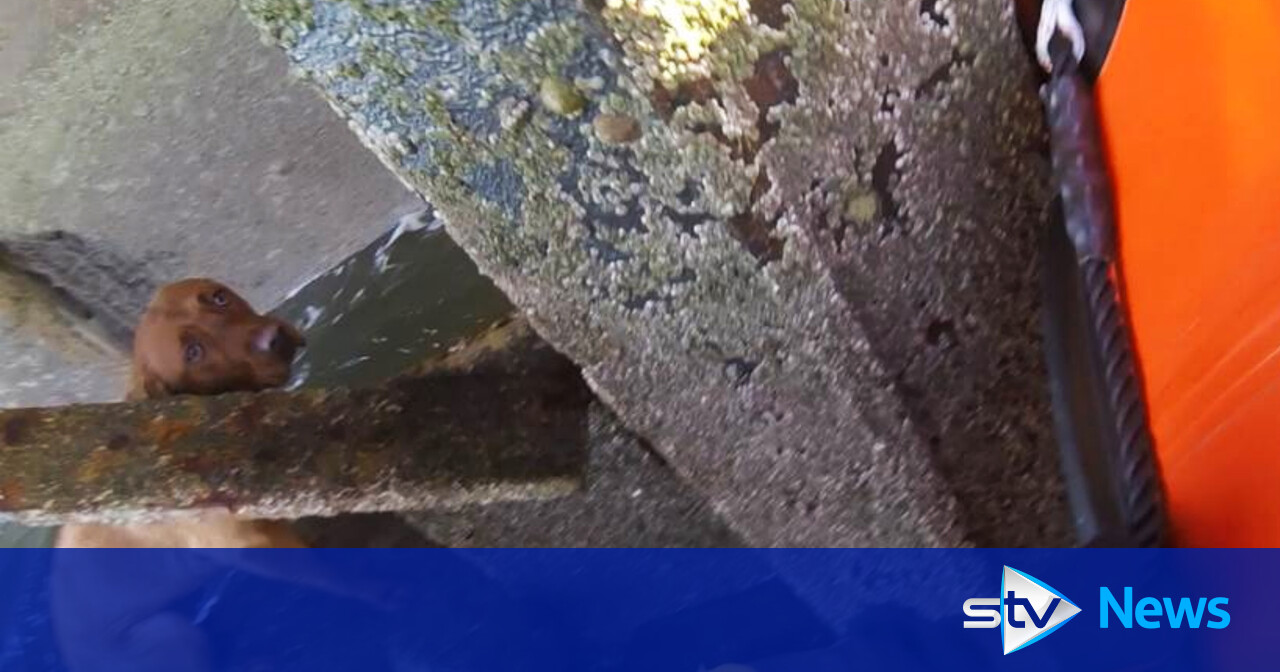 Watch rescue of frightened Labrador stuck on rock after fall from ...