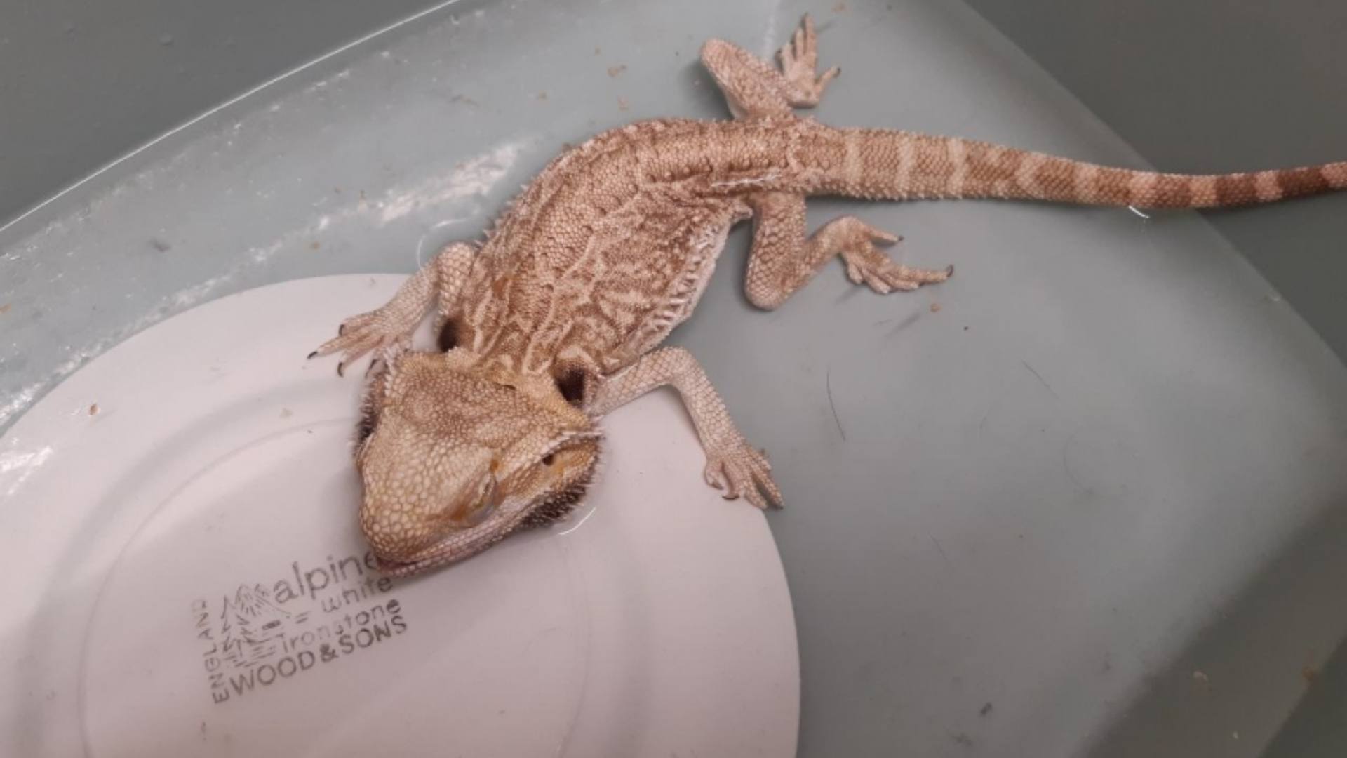 Gary Ross from Dufftown starved lizard to the point it had to be put ...