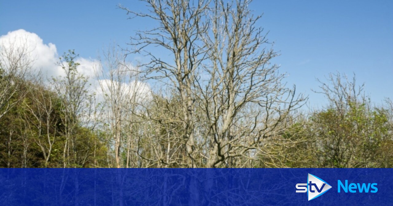 Diseased ash trees in South Ayrshire schools dealt with as part of £7m ...