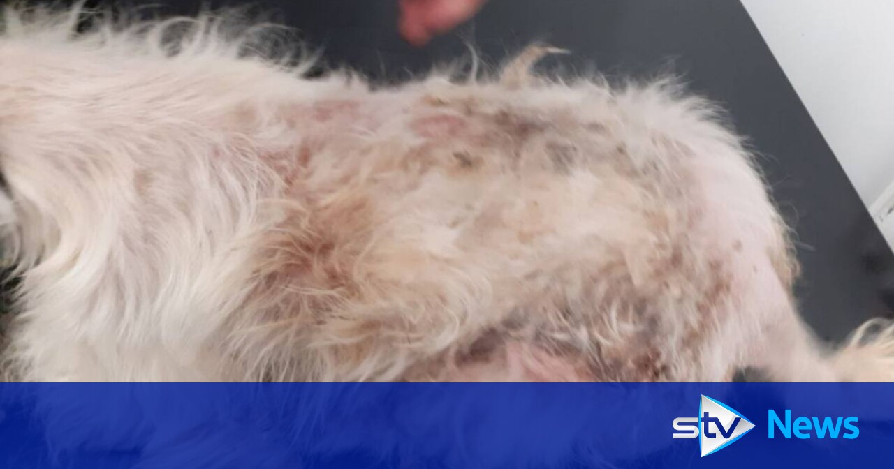 Greenock man fined and Lhasa Apso put down after being neglected with ...