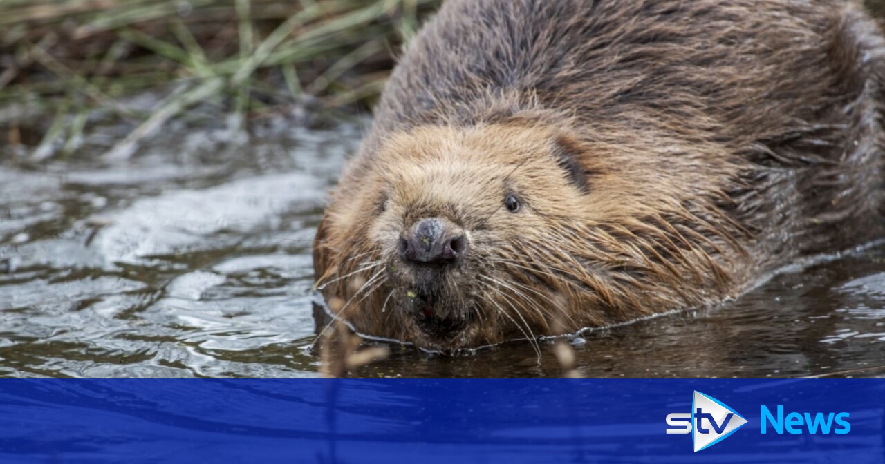 First baby beavers born in the wild at Cairngorms National Park after ...