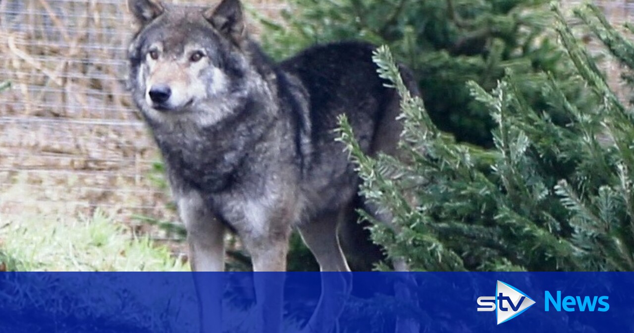 Pack of wolves euthanised at Camperdown wildlife centre following death ...