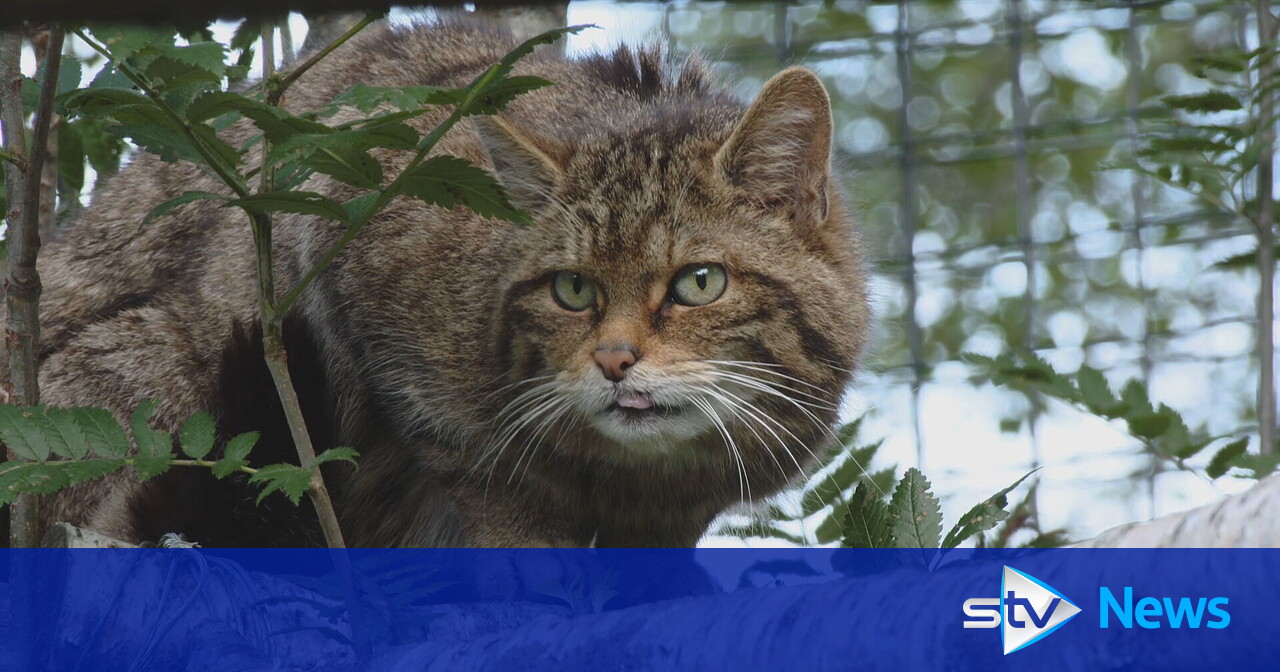 Scotland’s wildcat population at critically low level, new NatureScot ...