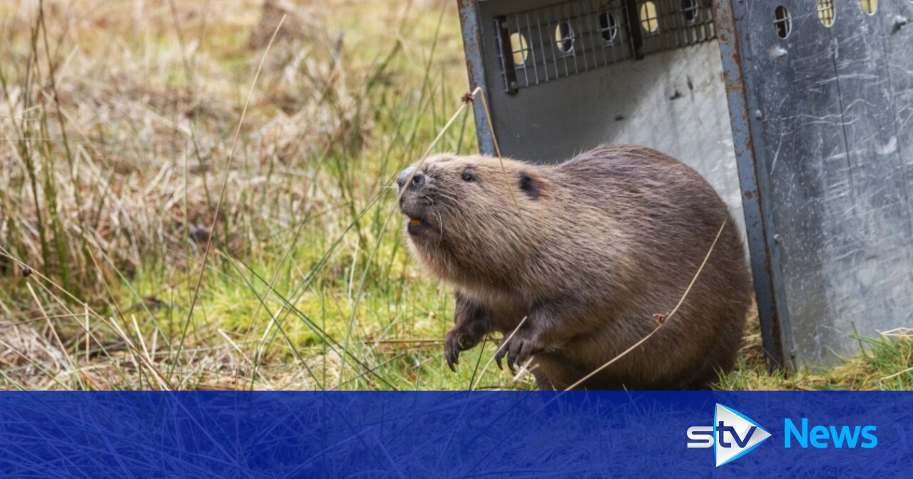 Beaver found shot in face in Perthshire released back into the wild ...