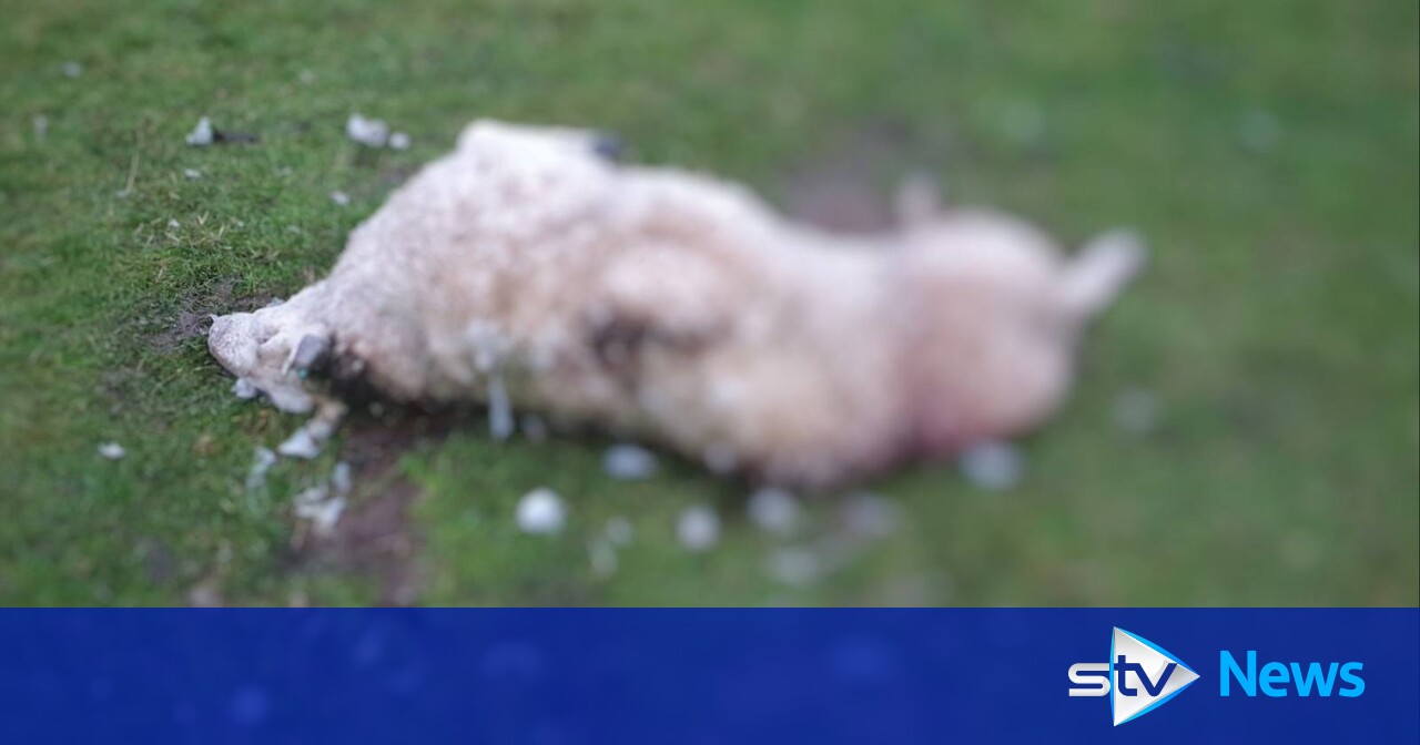 Appeal for witnesses after sheep killed by dog in field in Dalbeattie ...
