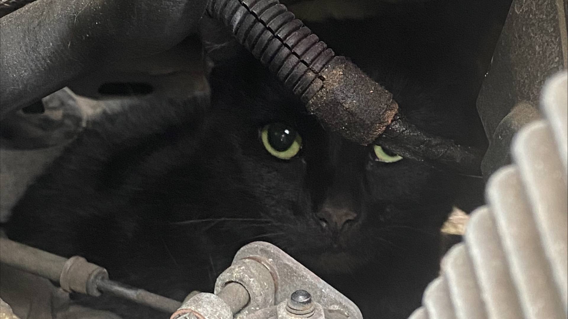 Cat survives five-mile trip under bonnet of car on school run in Kent ...