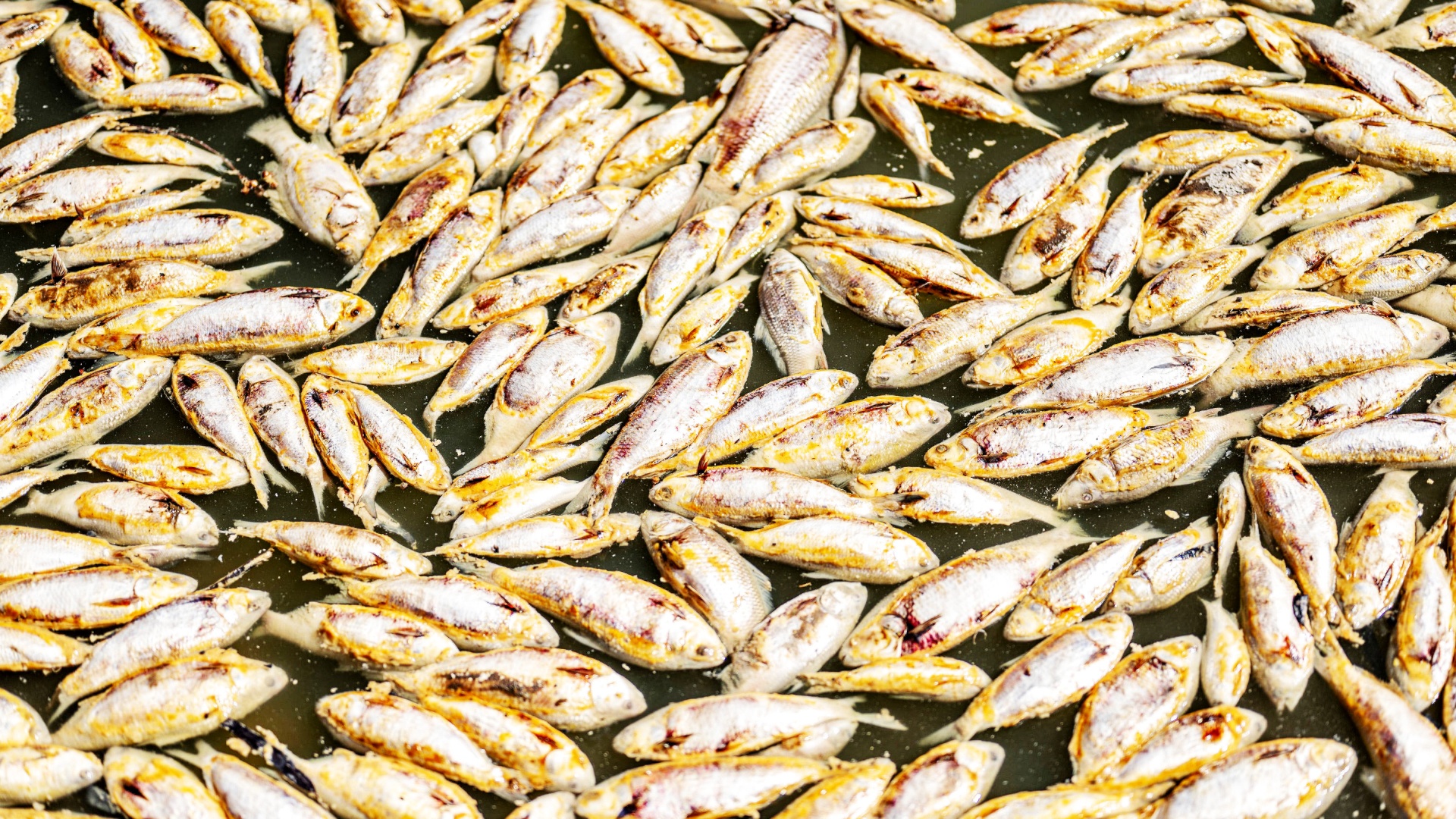 Millions of rotting fish to be removed from Australian Outback river ...