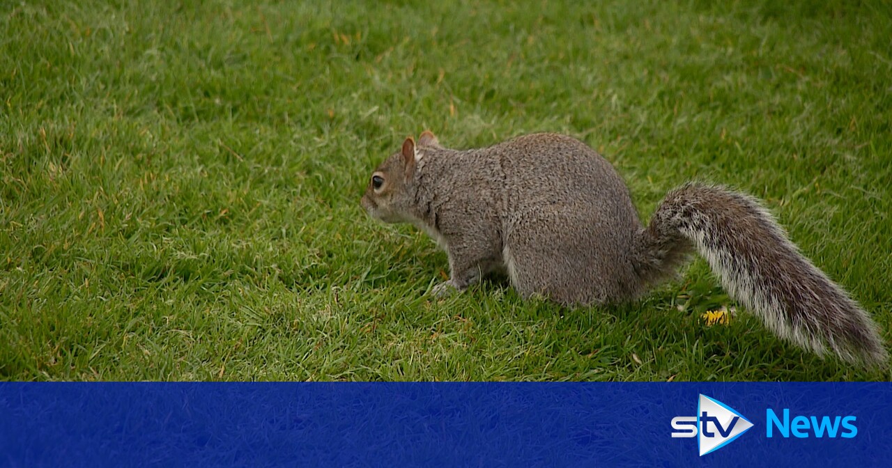 Public urged to report sightings of grey squirrels in northern Angus in ...