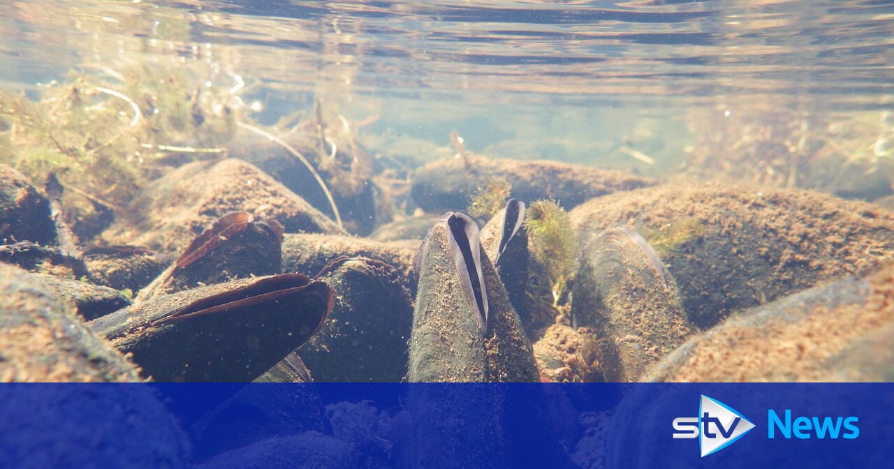 NatureScot find critically-endangered freshwater pearl mussels in ...