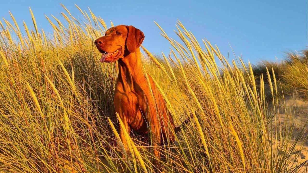 Woman issues warning after dog rushed to vet after being bit by adder ...