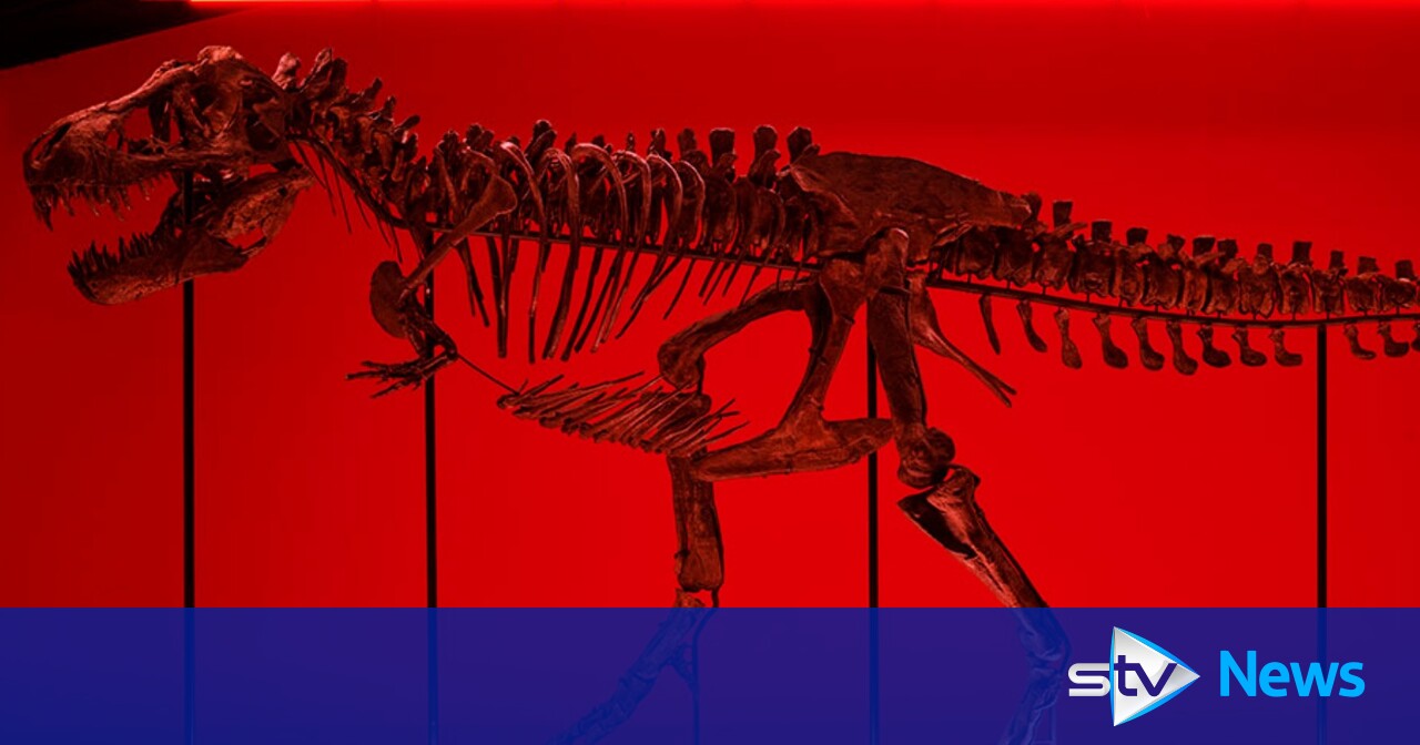 Tyrannosaurus Rex skeleton named Trinity sold to private buyer in Swiss ...