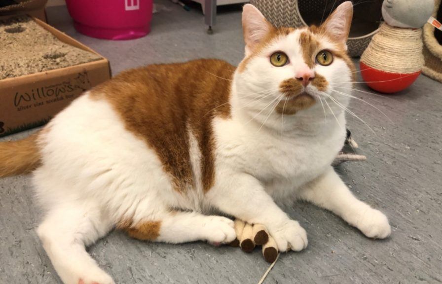 Cat who lost 6kg after being 'trapped in his own body' on the hunt for ...