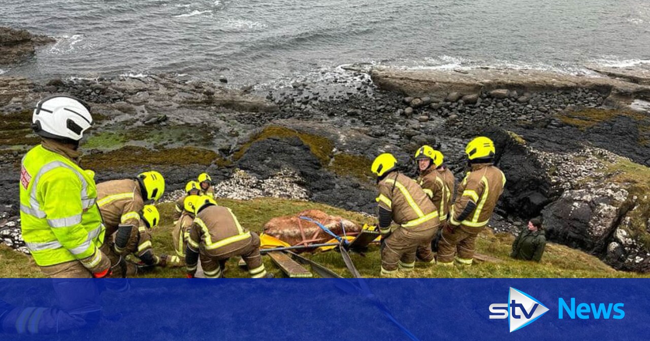 Cow stuck at bottom of cliff rescued by fire crews in battle against ...