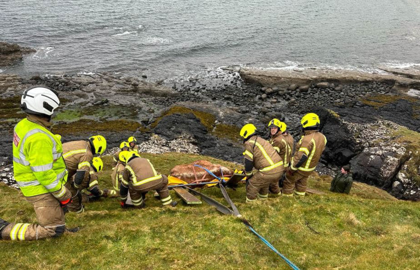 Cow stuck at bottom of cliff rescued by fire crews in battle against ...