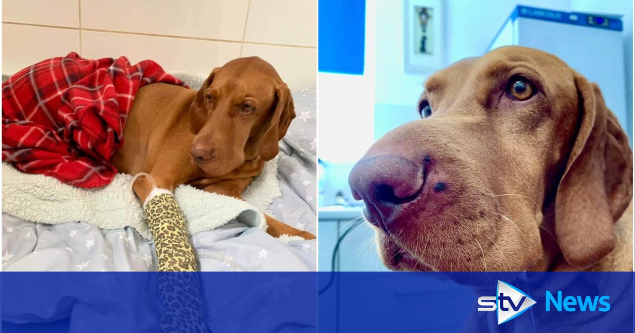 Woman issues warning after dog rushed to vet after being bit by adder ...
