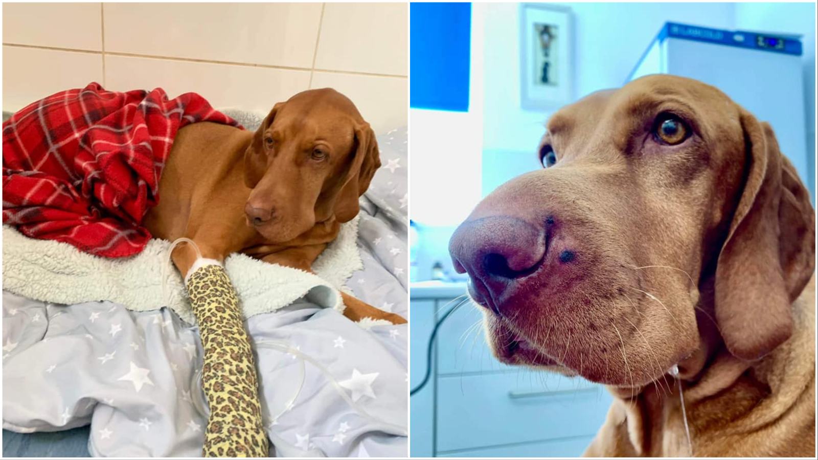 Woman issues warning after dog rushed to vet after being bit by adder ...