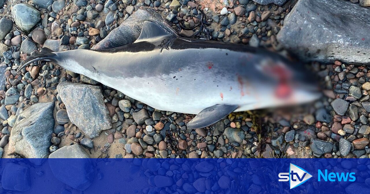 Porpoise believed to have been killed by dolphins found at Moray Firth ...