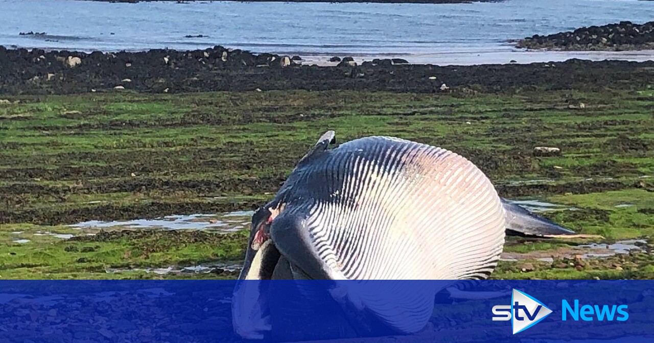 Dead minke whale washes ashore at North Berwick harbour in East Lothian | STV News