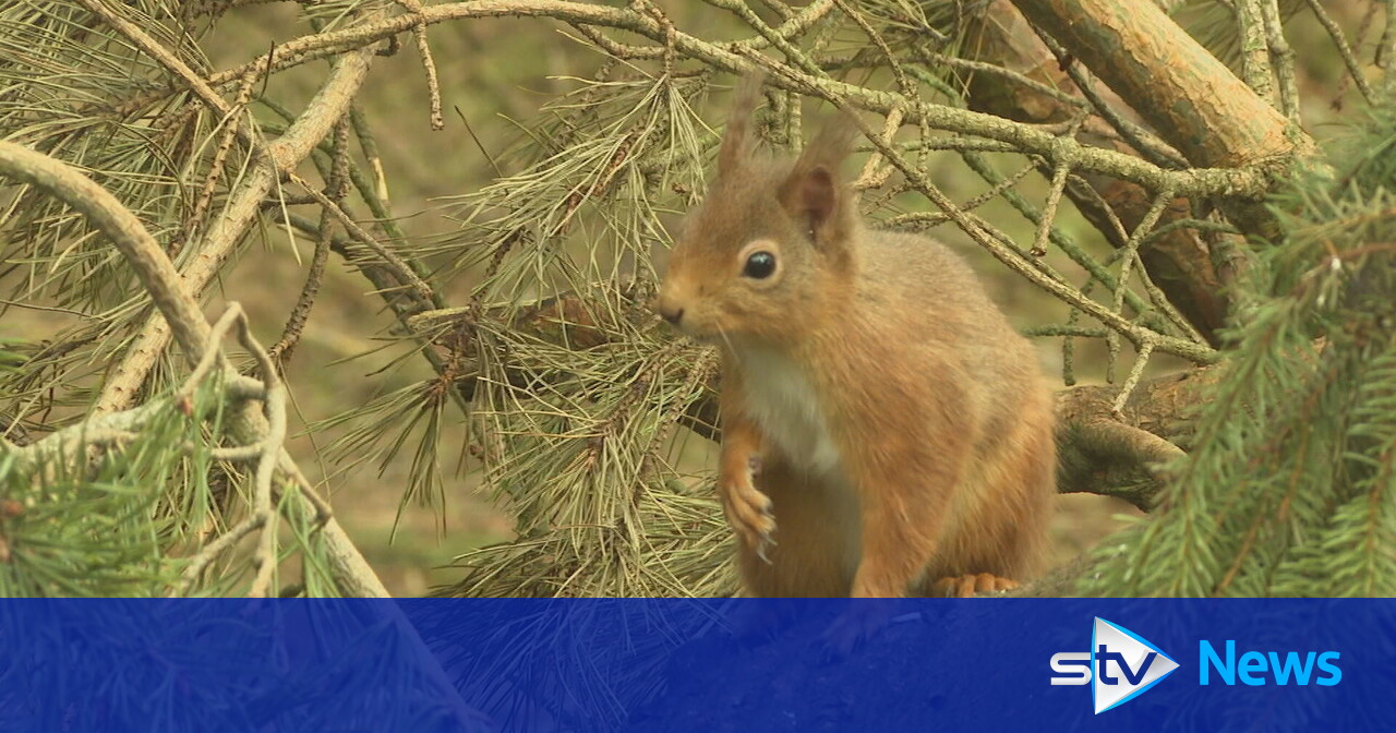 Scottish Wildlife Trust urge Scots to get involved with Great Scottish ...