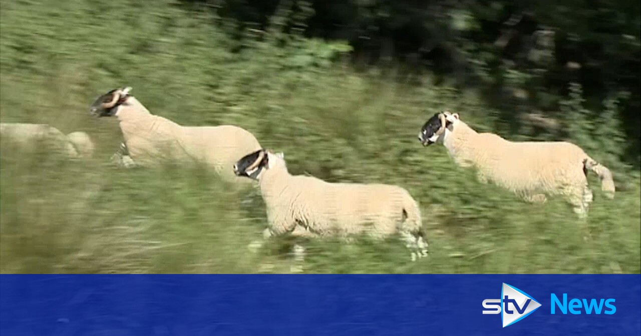 Aberdeenshire: Sheep help tackle invasive giant hogweed species in four ...