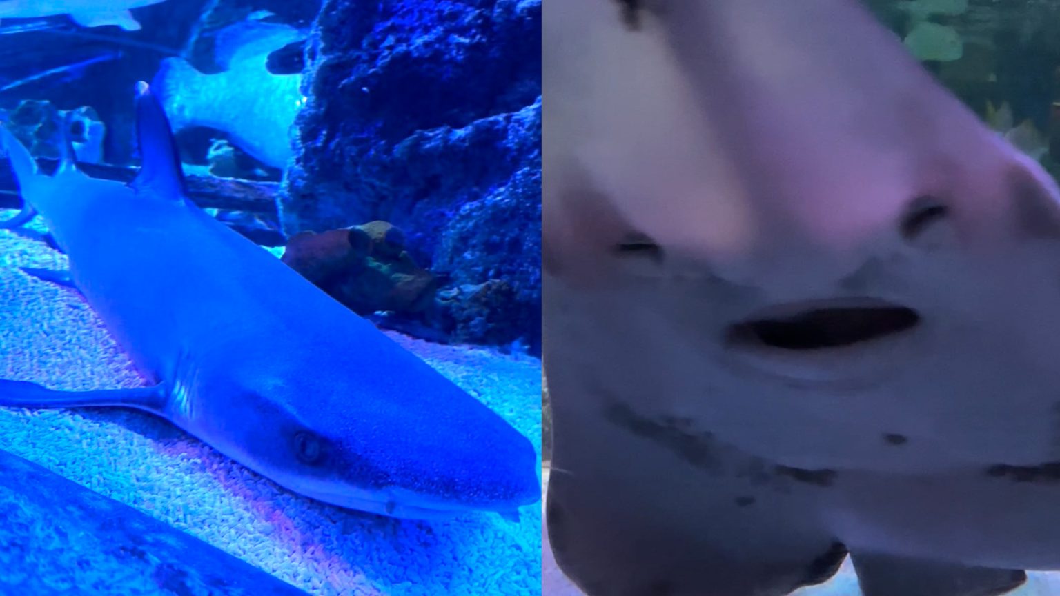 Sea Life research reveals sharks considered the scariest sea creatures ...