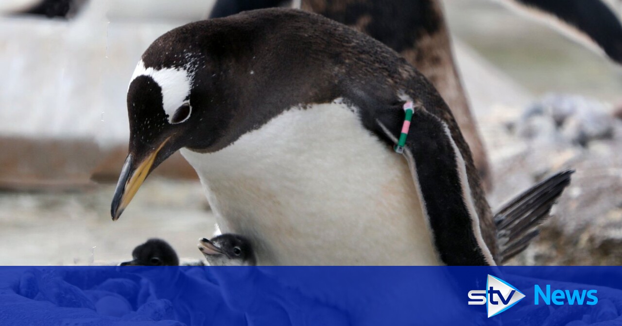 Watch video of Edinburgh Zoo's first gentoo penguin chicks of breeding season after they hatch ...