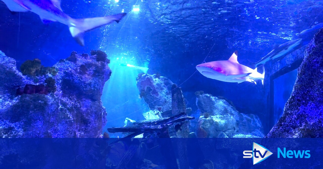 Sea Life research reveals sharks considered the scariest sea creatures ...