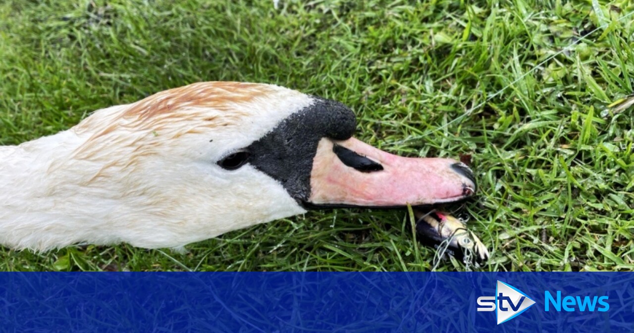 Swan left with hook through beak rescued after becoming stuck to tree ...
