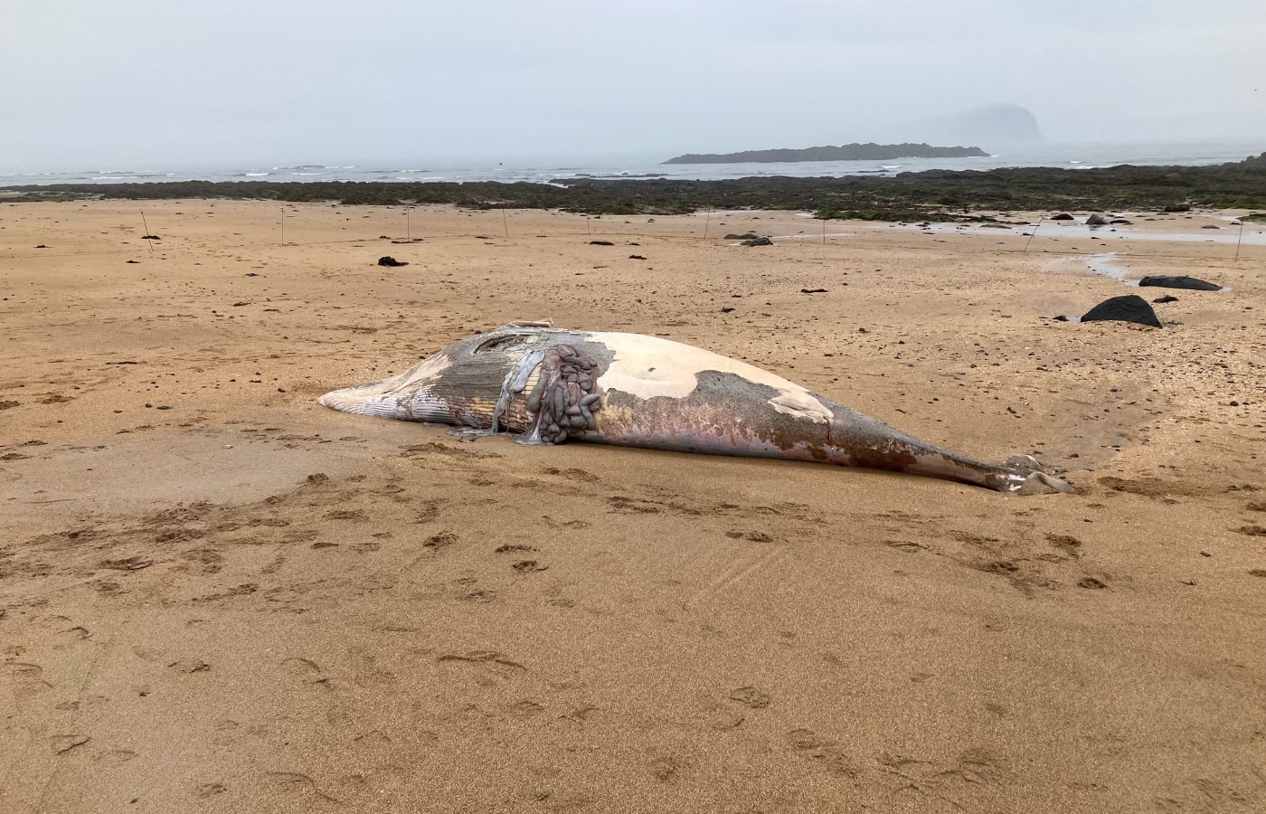 Dead minke whale washes ashore on North Berwick beach as people urged ...