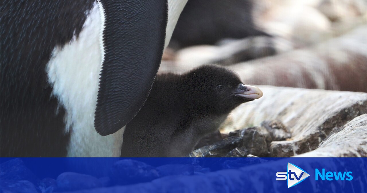 Endangered northern rockhopper penguin chick hatched at Edinburgh Zoo | STV News