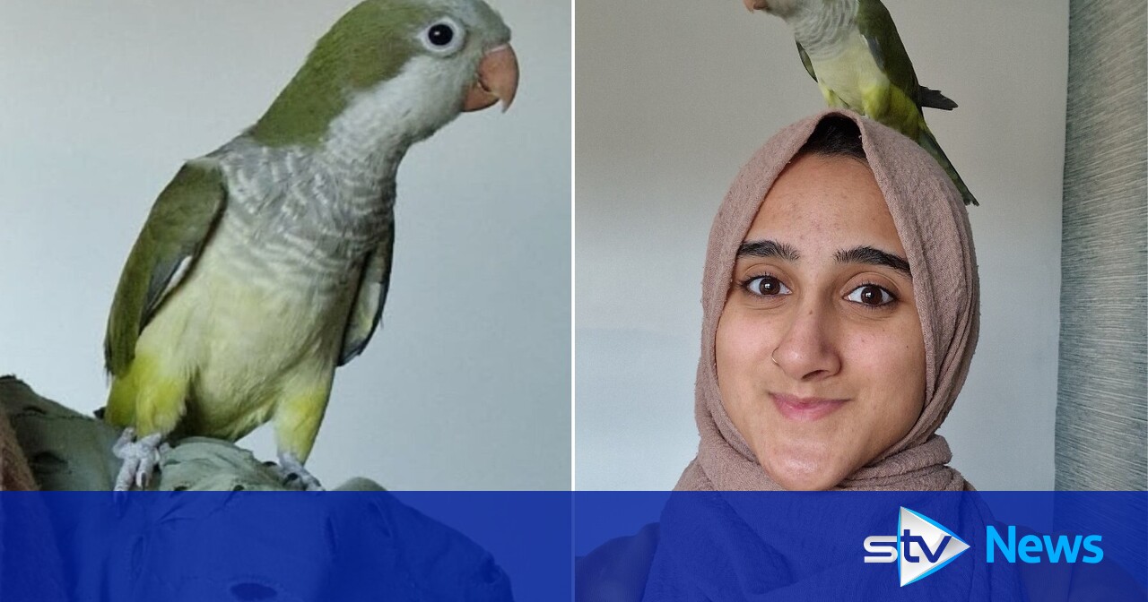 Glasgow woman's desperate plea for return of beloved missing parrot ...