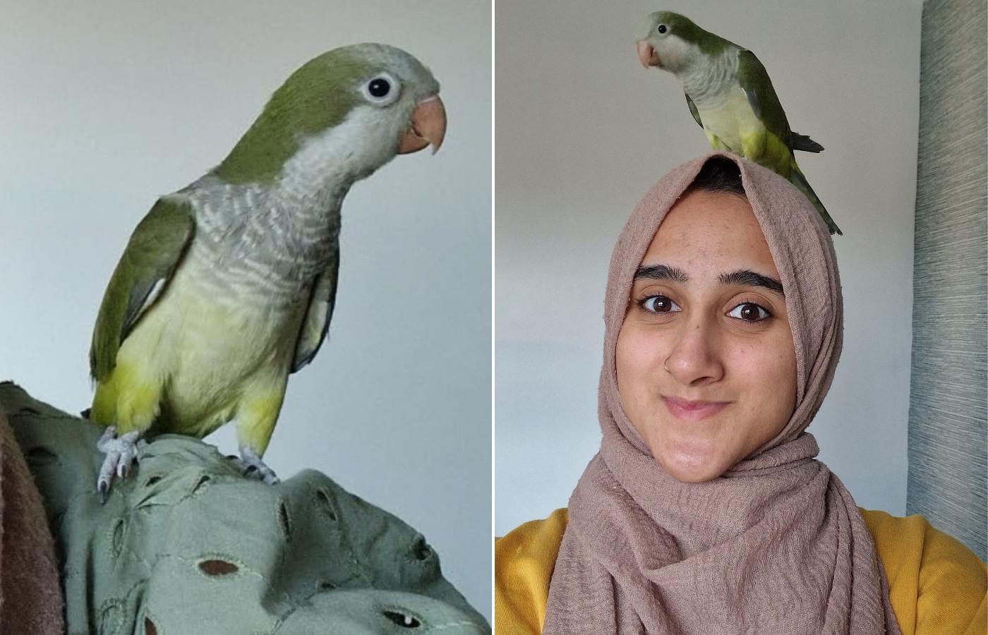 Glasgow woman's desperate plea for return of beloved missing parrot ...