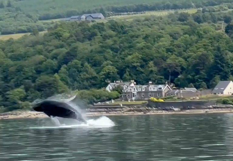Humpback whale spotted leaping out of River Clyde near Dunoon in rare ...