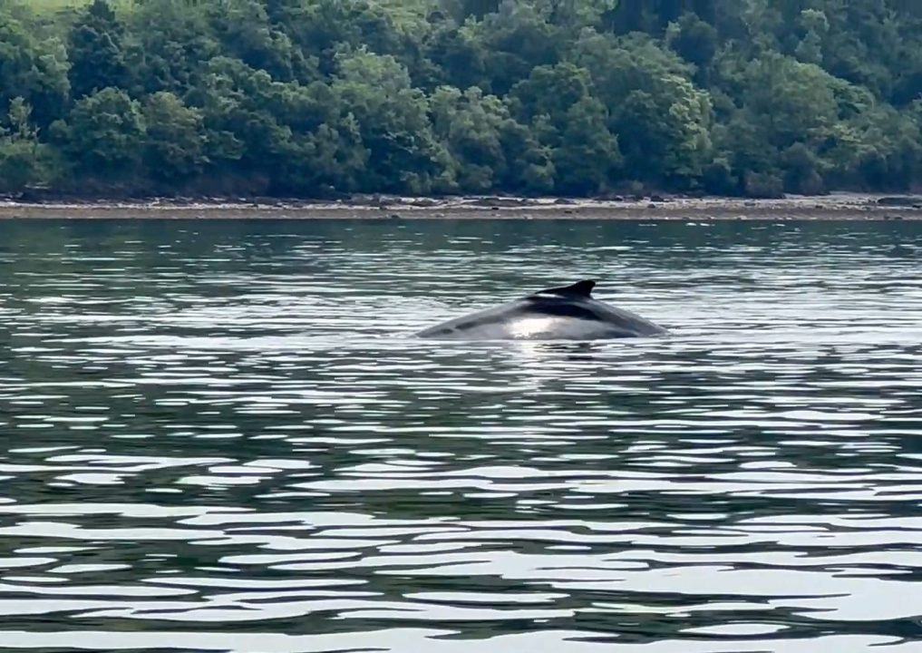 Humpback whale spotted leaping out of River Clyde near Dunoon in rare ...