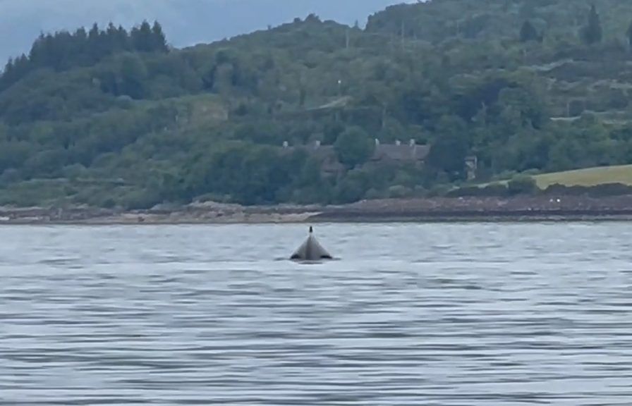 Humpback whale spotted leaping out of River Clyde near Dunoon in rare ...