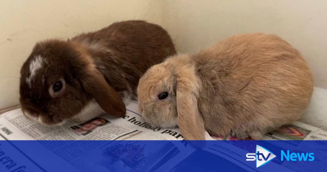 Abandoned rabbits found near Torphins three months after similar ...