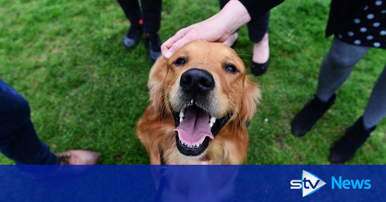 Kirkcaldy MSP’s ‘best friend’ Buster crowned Holyrood dog of the year ...
