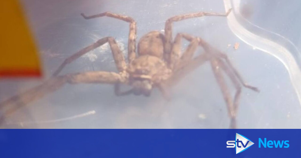 SSPCA rescue after Traveller returns from Africa to Edinburgh and finds ...