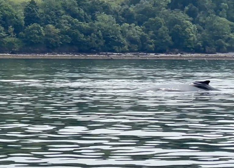 Humpback whale spotted leaping out of River Clyde near Dunoon in rare ...