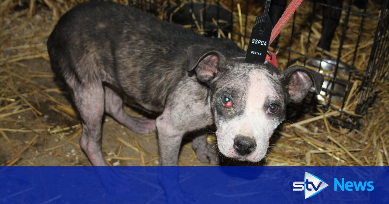 SPCA to be handed search and seizure powers under new plans by Scottish ...