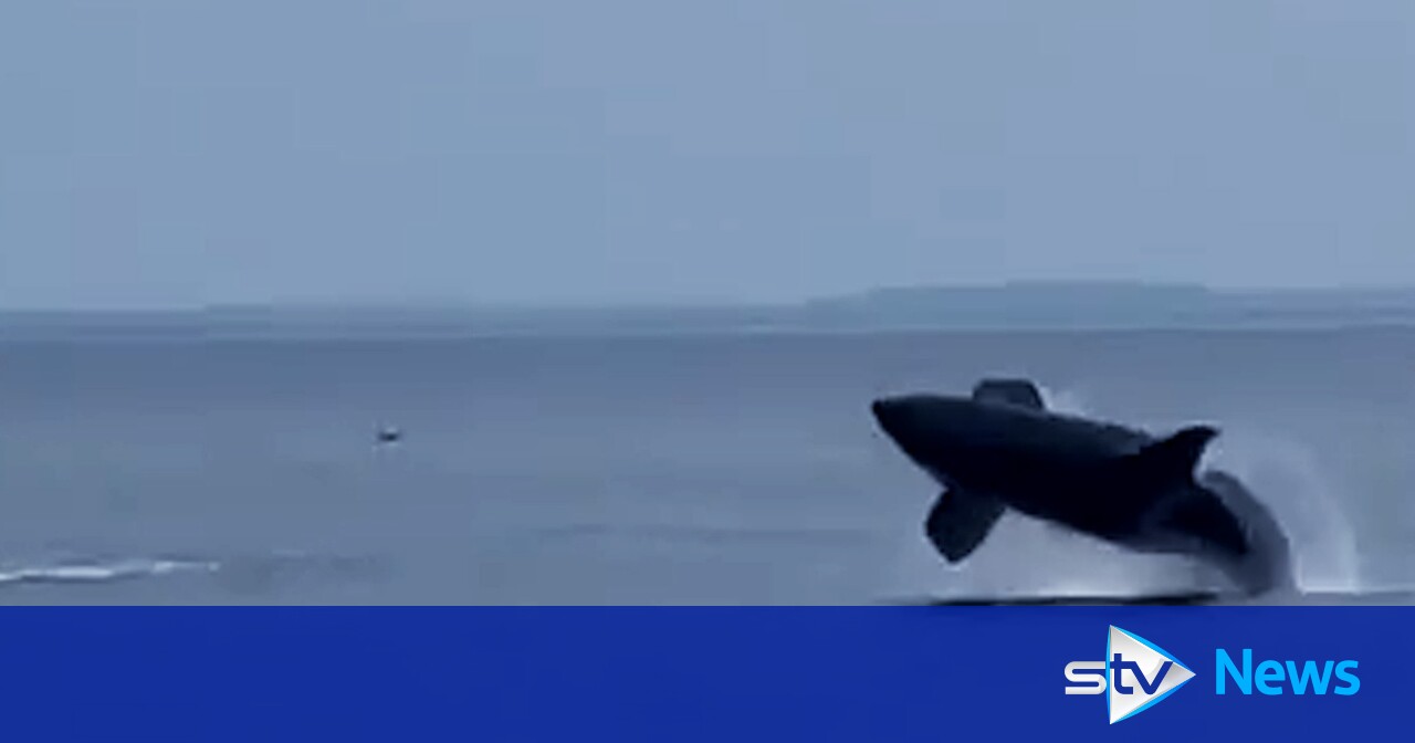 Watch killer whale leap into air off Scottish coast near Isle of Mull ...
