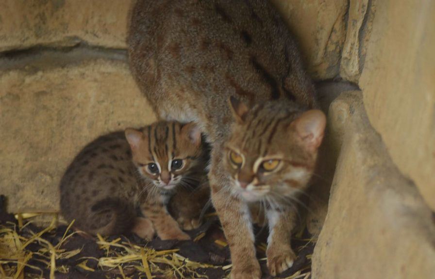 Five Sisters Zoo in West Lothian welcomes birth of rare rusty-spotted ...