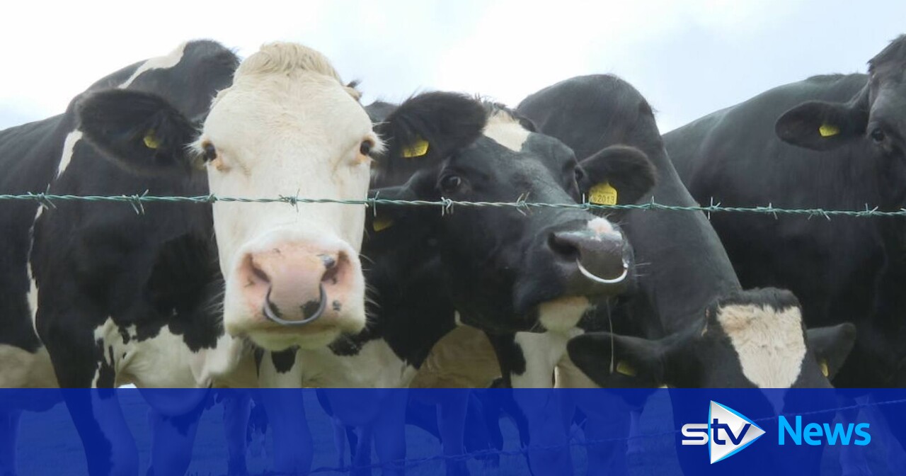 Farmer who starved two cows to death and neglected third ordered to do ...