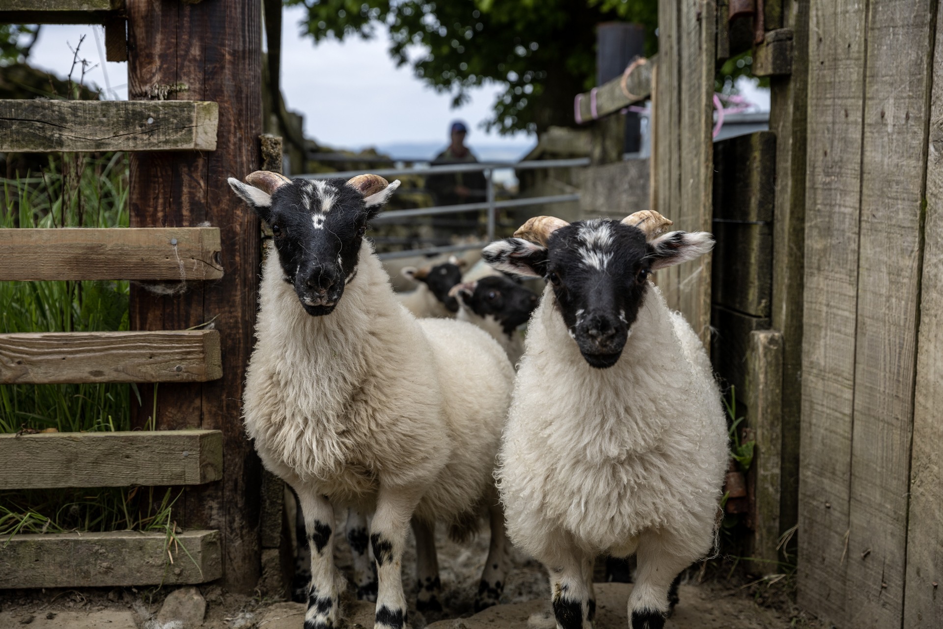Scottish 'Yellowstone' Biosphere area set to double in size after Unesco recognition | STV News
