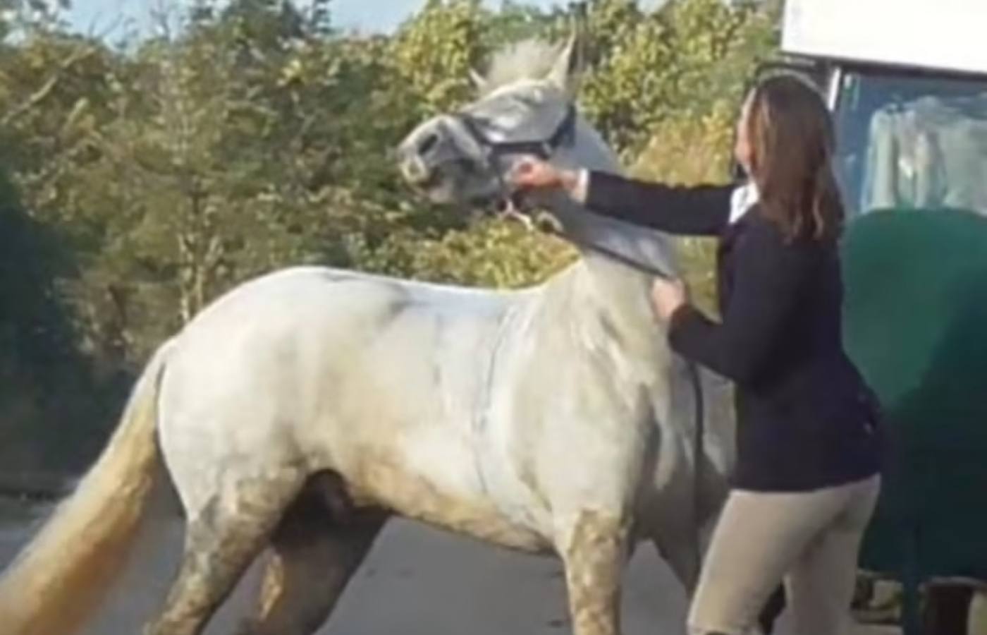 Former teacher filmed kicking and slapping horse cleared of animal ...