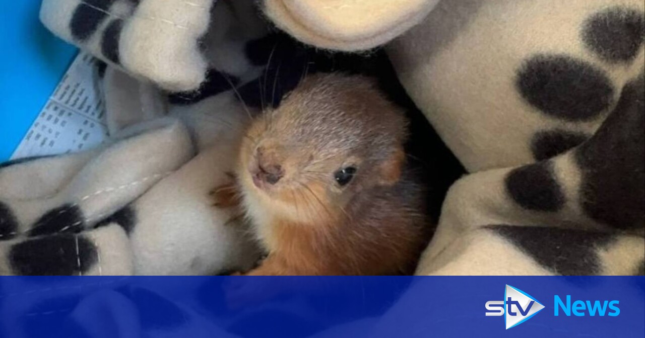 Red squirrel kit rescued by SSPCA after being 'adopted' by a hen in ...