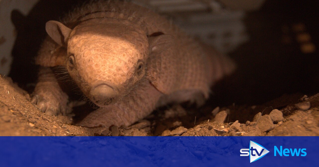 Fife Zoo welcomes birth of twin baby armadillos for first time as part ...