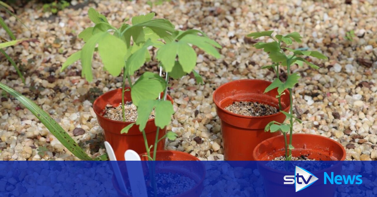 Seeds from tree 'which survived Hiroshima atomic bomb' being grown at ...