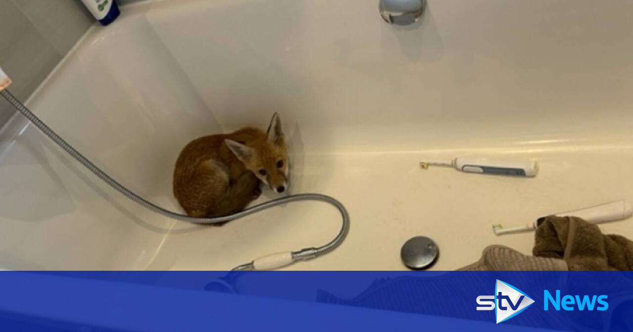 Frightened fox cub rescued in Edinburgh after being discovered in ...